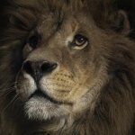 Download Animal Lion PFP