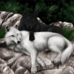 Download Animal Wolf PFP