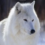 Download Animal Wolf PFP