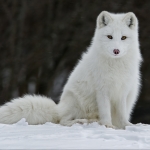 Arctic Fox Pfp