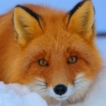 Download Animal Fox PFP