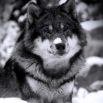 Download Animal Wolf PFP