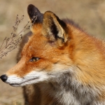 Download Animal Fox PFP