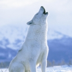 Download Animal Wolf PFP