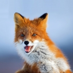 Fox Pfp