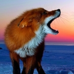 Download Animal Fox PFP