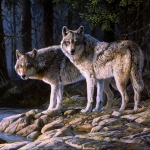 Download Animal Wolf PFP