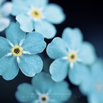 Download Nature Flower PFP