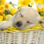 Download Animal Dog PFP