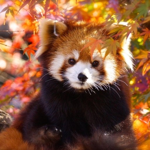Download Animal Red Panda PFP