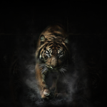 Download Animal Tiger PFP