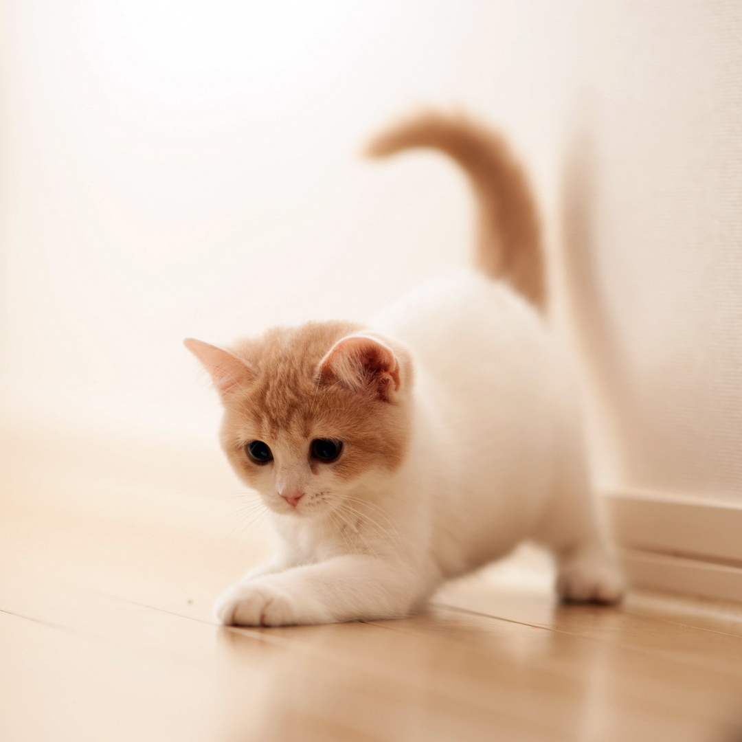 Download Cute Kitten Animal Cat Cute Cat PFP