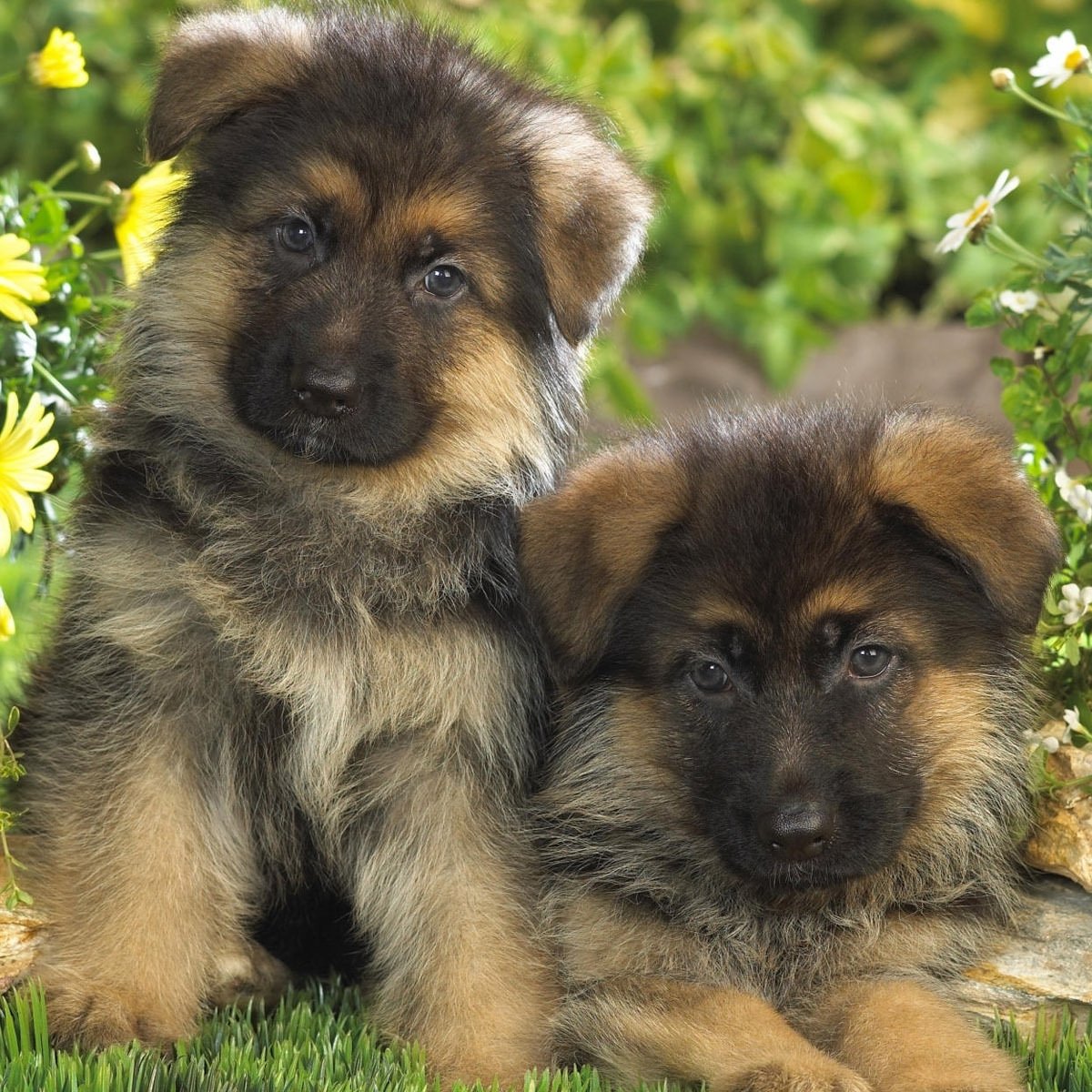 Download Baby Animal Cute Dog Puppy Animal German Shepherd PFP