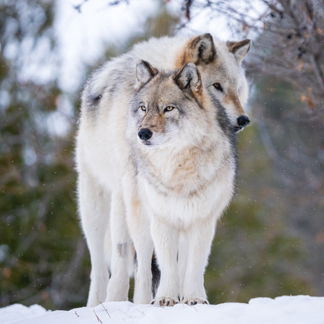 Download Animal Wolf PFP