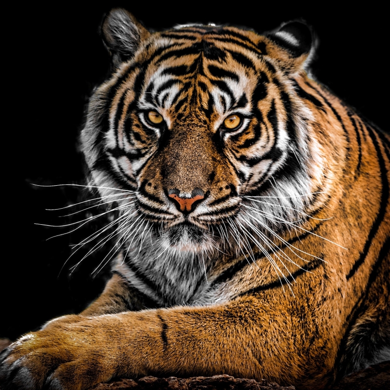 Download Siberian Tiger Animal Tiger PFP