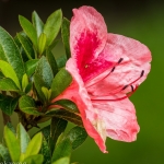 Download Nature Flower PFP