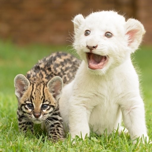 Download Animal Baby PFP