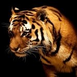 Download Animal Tiger PFP