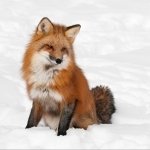 Download Animal Fox PFP