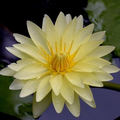 Download Nature Lotus PFP