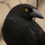 [20+] Crow PFP