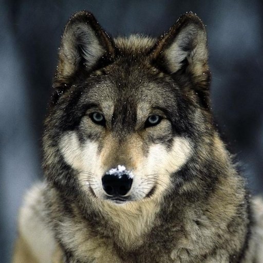 Download Animal Wolf PFP
