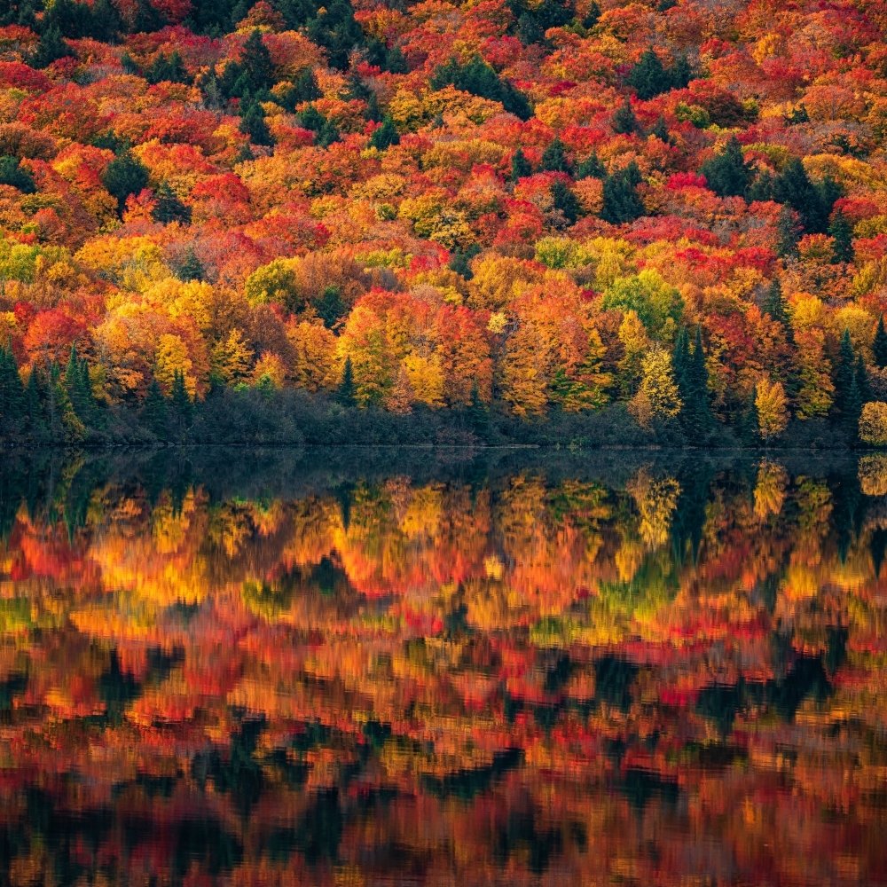 Download Nature Fall PFP