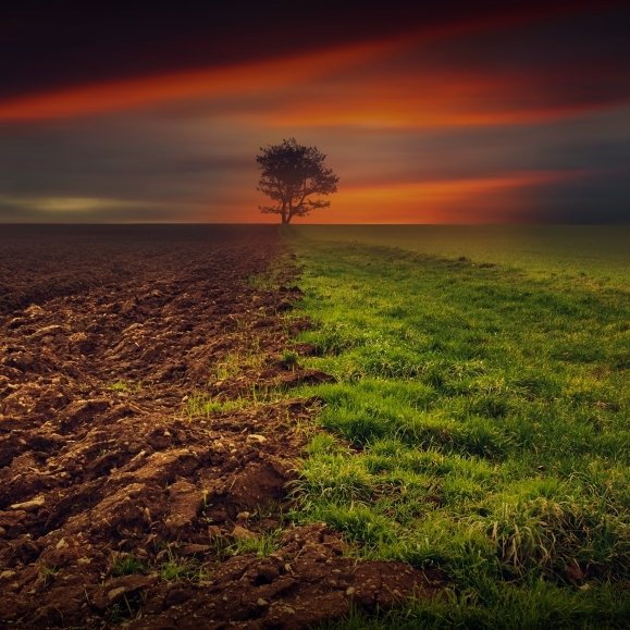 Download Nature Field PFP