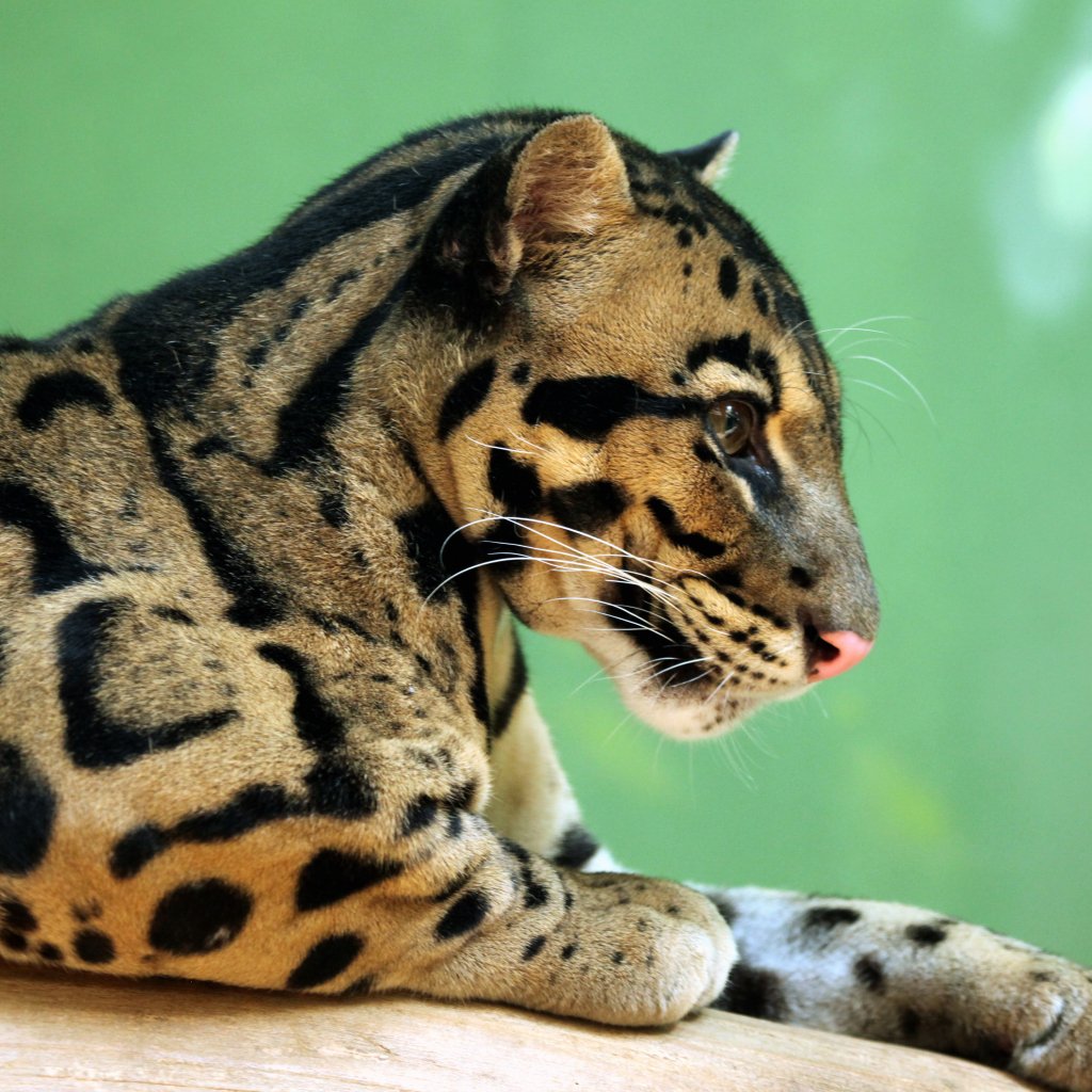 Clouded Leopard - Desktop Wallpapers, Phone Wallpaper, PFP, Gifs, and More!