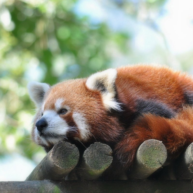 Download Animal Red Panda PFP