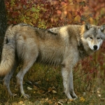 Download Animal Wolf PFP