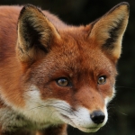 Download Animal Fox PFP