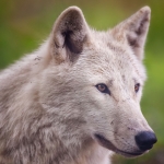 Download Animal Wolf PFP