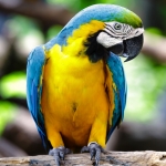 Macaw