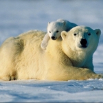 Download Animal Polar Bear PFP
