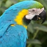 Download Animal Blue-and-yellow Macaw PFP