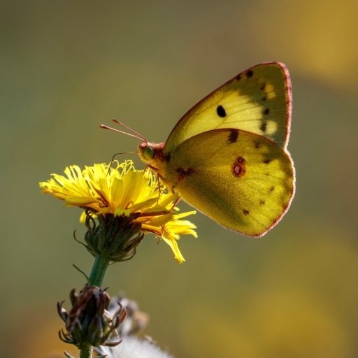 Download Animal Butterfly PFP