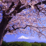 Download Nature Tree PFP