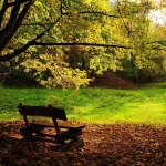 Download Nature Tree PFP