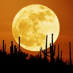 Download Nature Moon PFP