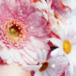 Download Nature Flower PFP