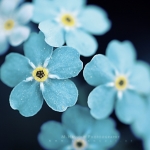 Download Nature Flower PFP