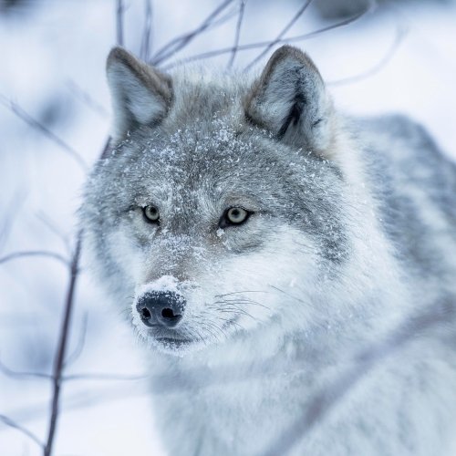 Download Animal Wolf PFP