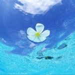 Download Nature Flower PFP