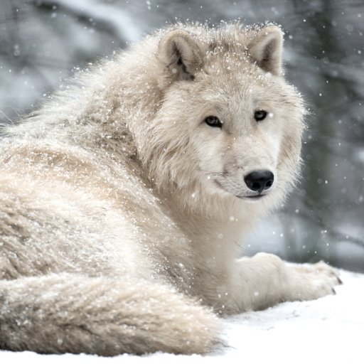 Arctic Guardian Wolf Avatar