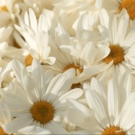 Download Nature Flower PFP