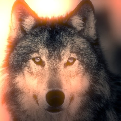 Download Animal Wolf PFP