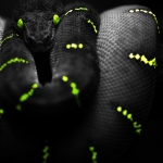 Download Animal Snake PFP