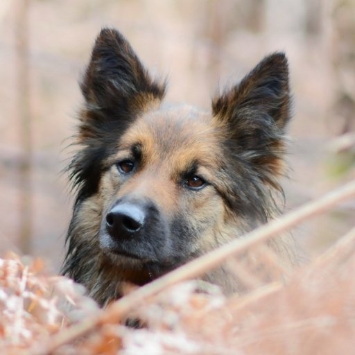 German Shepherd PFP