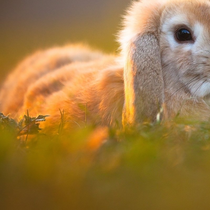 Download Animal Rabbit PFP